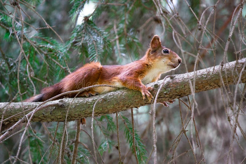 Hunting Funny Red Squirrel on the Tree Stock Image - Image of looking ...