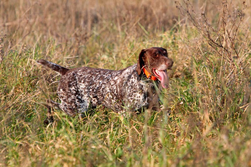 Hunting German Shorthaired Pointer Stock Image - Image of collar ...