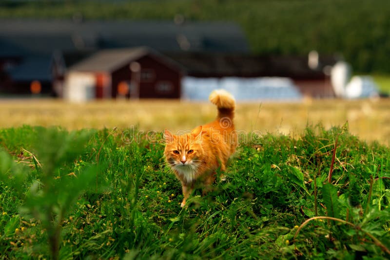 Hunting ginger cat stock image. Image of animal, grass - 49037933