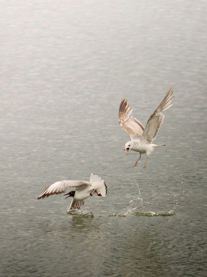 Hunting gulls stock image. Image of lake, fish, white - 32323787
