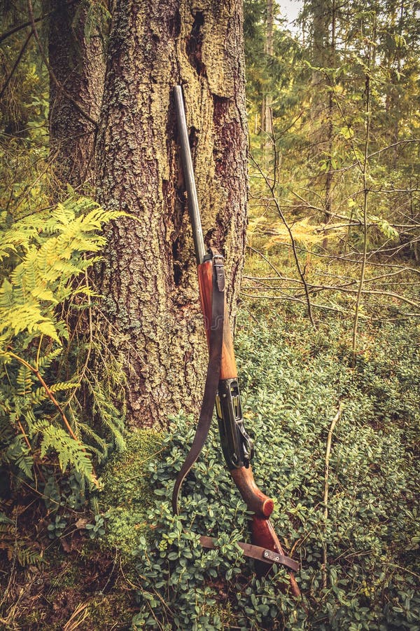 Hunting Gun at Tree Trunk in Forest during Hunting Season in Vintage ...