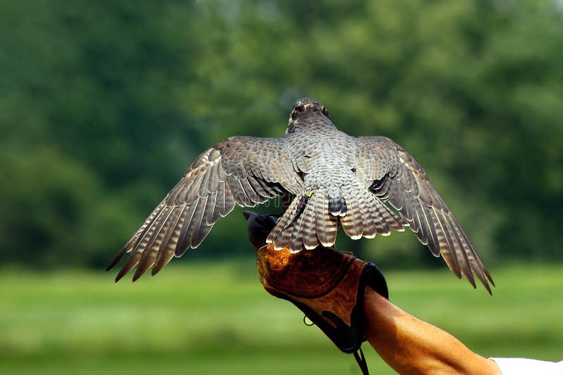 Hunting hawk stock image. Image of field, wing, prey - 15923137