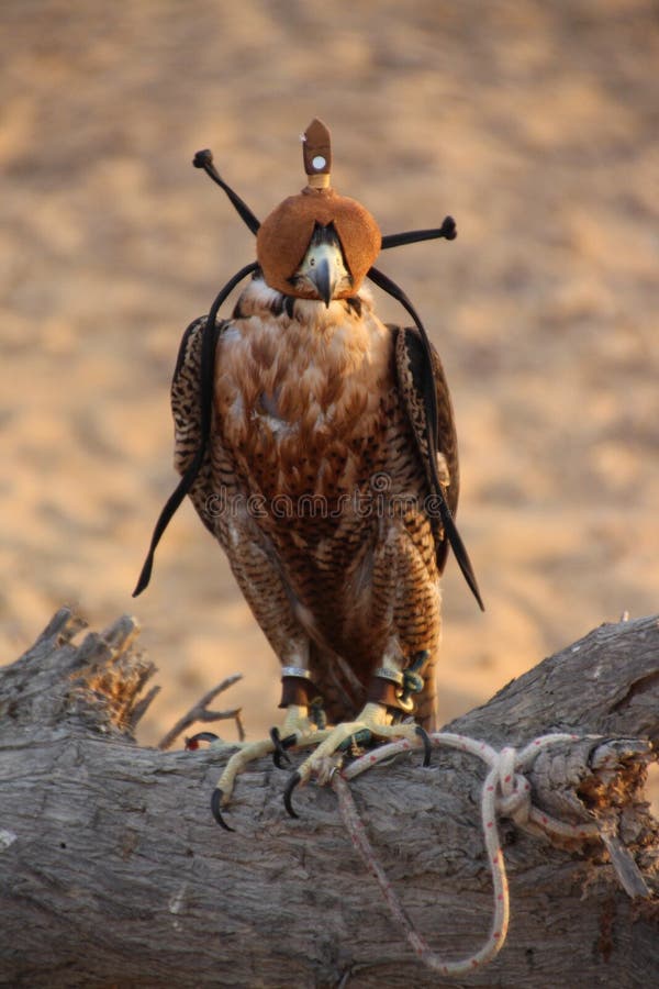Hunting hawk stock image. Image of rope, brown, tied - 63442123
