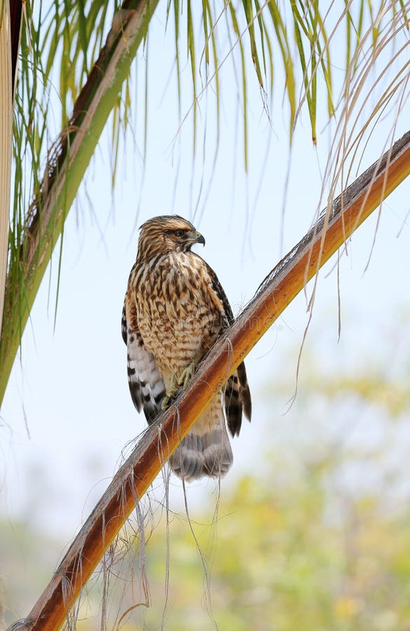 Hunting hawk stock image. Image of field, wing, prey - 15923137