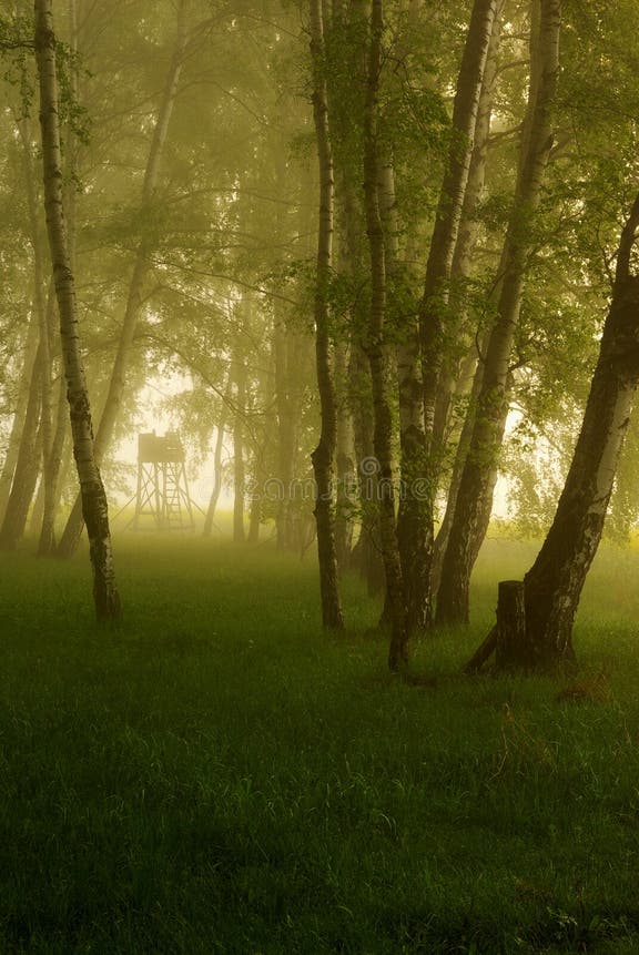 Hunting hide stock photo. Image of forestry, european - 9204122
