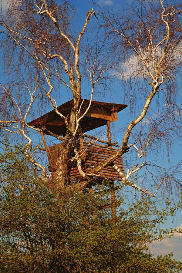 Hunting hide stock photo. Image of grove, grassland, environment - 9220114