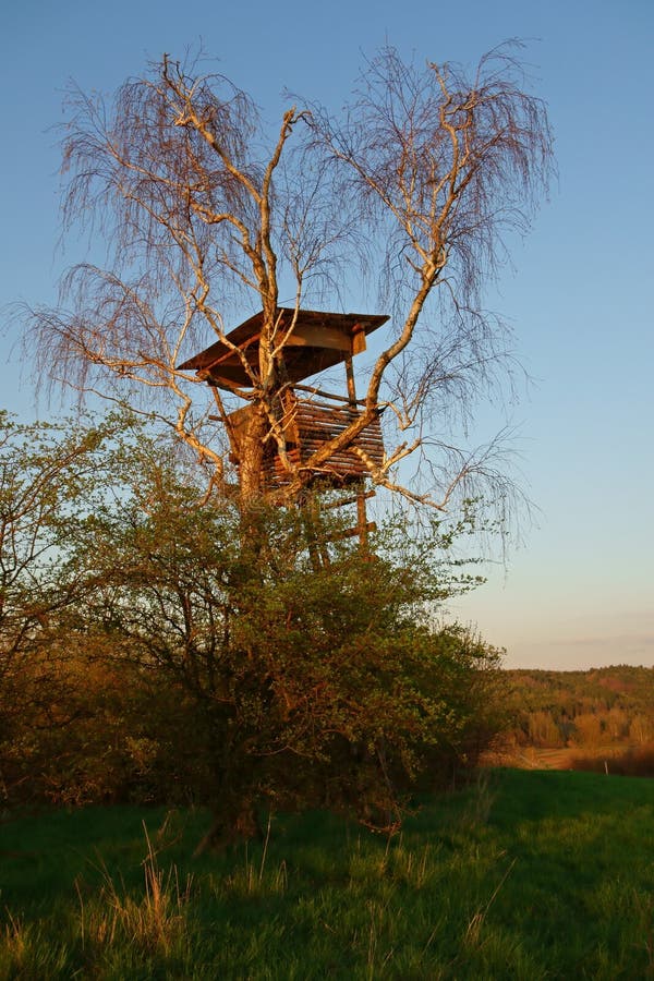 Hunting hide in a tree stock photo. Image of environments - 91461734