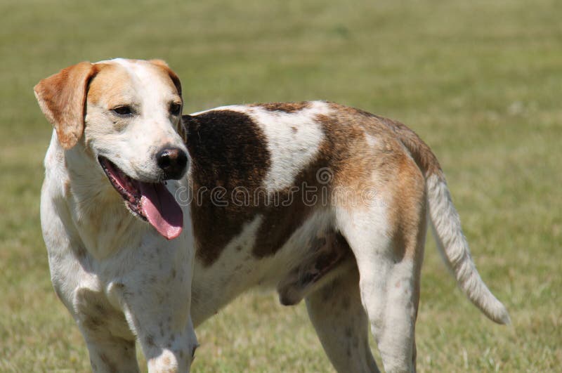Hunting Hound Dog. stock photo. Image of wildlife, park - 287041068