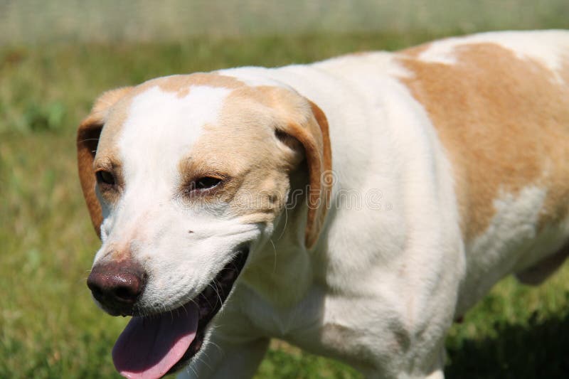 Hunting Hound Dog. stock image. Image of breed, pedigree - 316861699