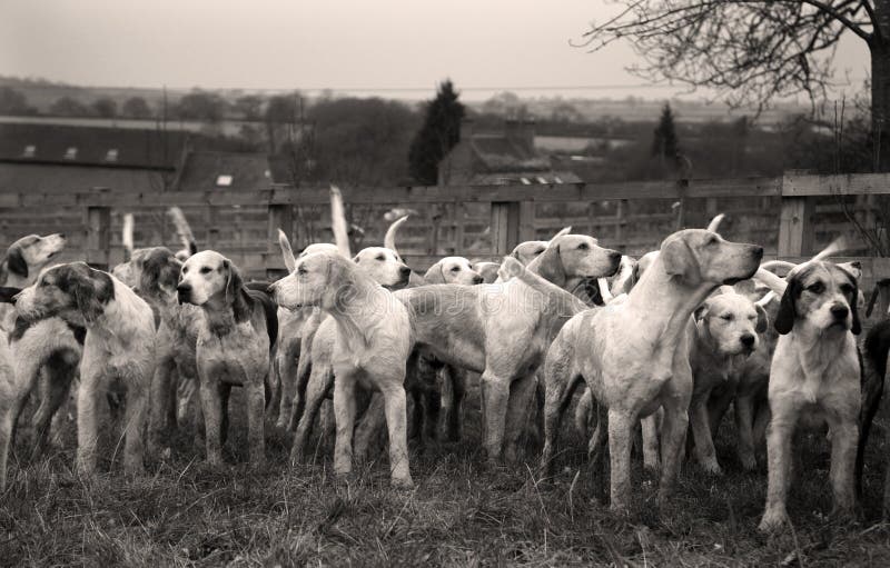 Hunting hounds stock photo. Image of canine, dogs, sepia - 12917204