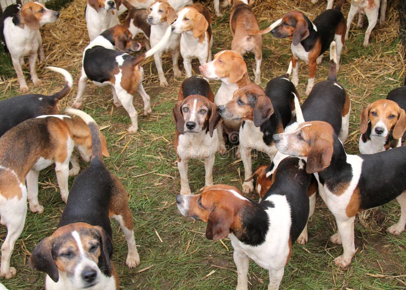 Hunting Hounds. stock photo. Image of hunting, pedigree - 91809242