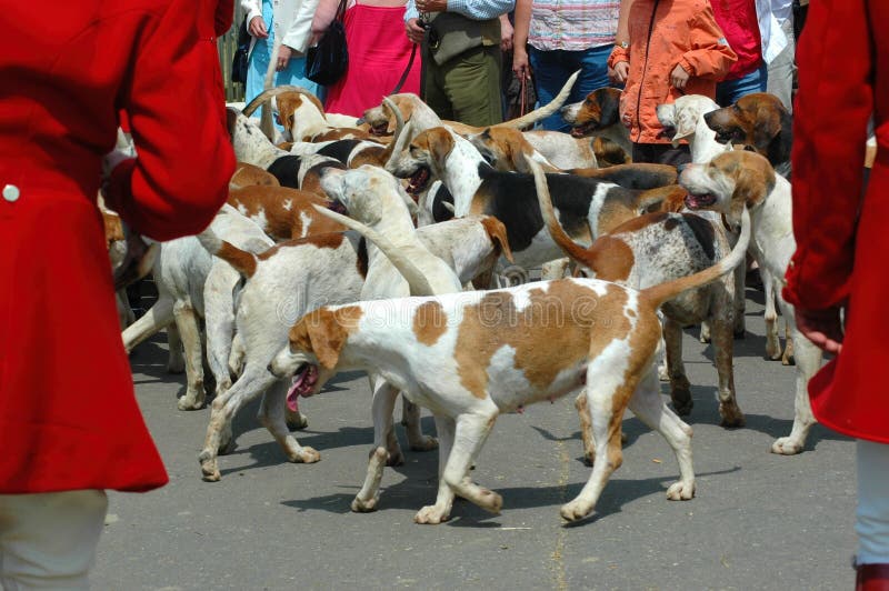 Hunting hounds stock photo. Image of public, people, dogs - 44616878