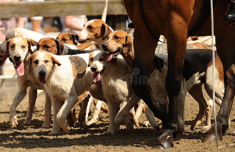 Hunting hounds stock photo. Image of dogs, london, england - 49675776