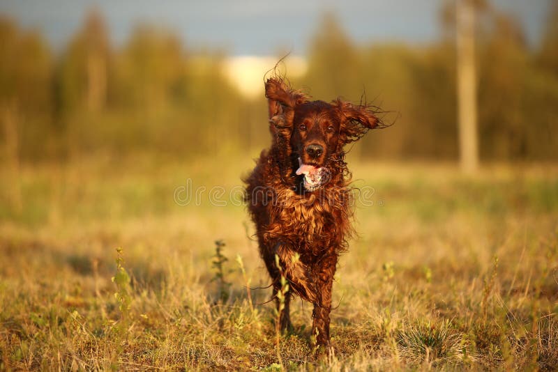 Hunting Irish Setter Dog Running on Field Stock Image - Image of irish ...