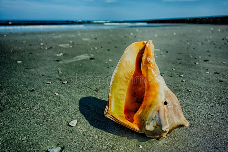Hunting Island Beach Scenes Stock Image - Image of palm, refuge: 57433995