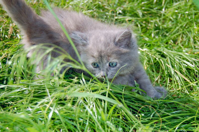 Hunting kitten stock image. Image of playing, tail, hunt - 5272163