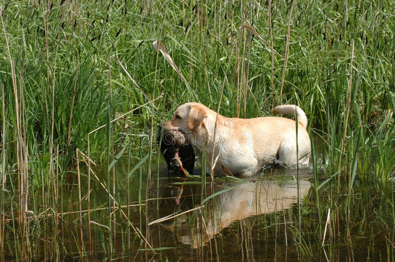 Hunting labrador retriever stock image. Image of hunt - 1450937