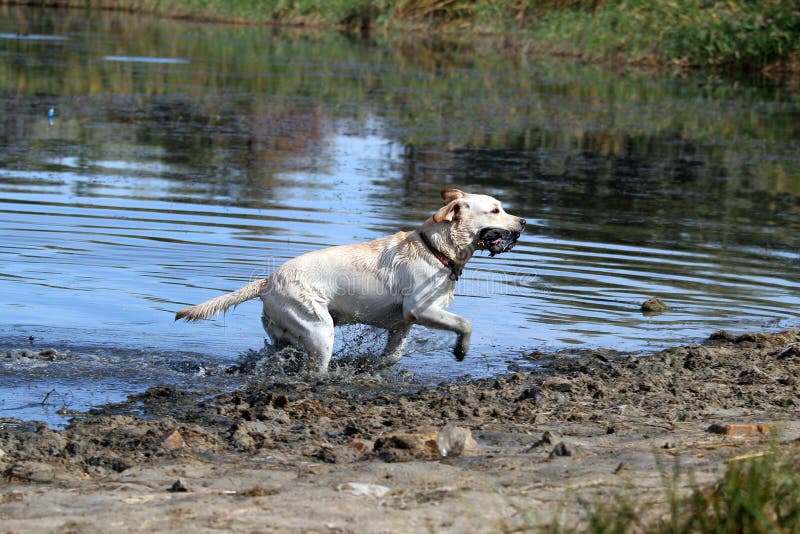 A hunting yellow labrador stock image. Image of reed - 22842863