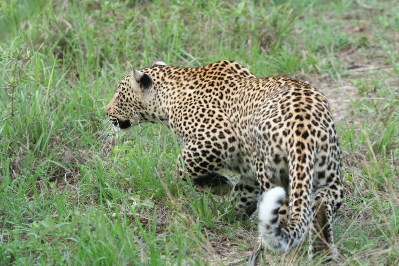 Hunting Leopard stock image. Image of pattern, silent - 13393189