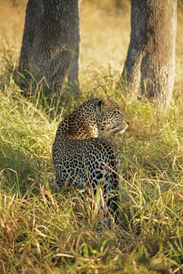 Hunting Leopard stock image. Image of africa, kenya, feline - 3370437