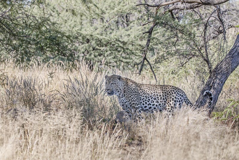 Hunting Leopard in Dry Grass of the African Bush Stock Photo - Image of ...