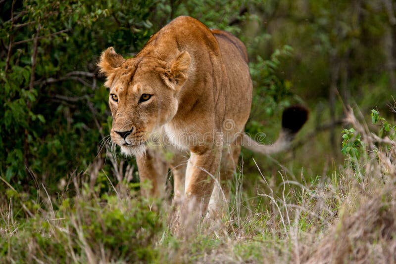 Lioness Hunting Prey