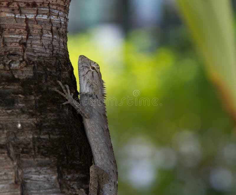 Hunting lizard stock image. Image of hunter, craw, upright - 22263431