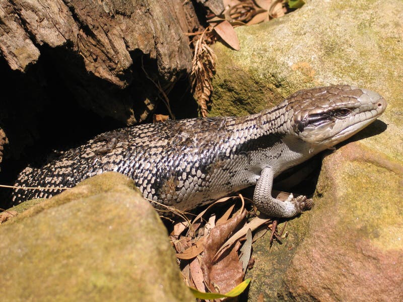 Hunting lizard stock photo. Image of wales, reptiles, south - 3028296
