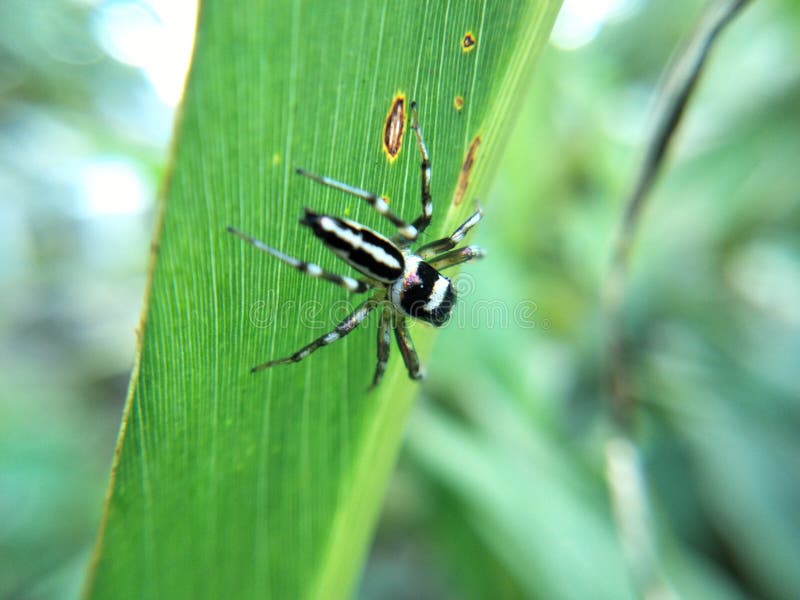 Photo of Small Spider on Green Leaf Stock Image - Image of spiders ...