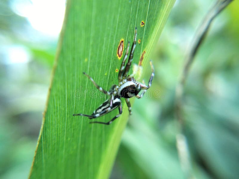 Photo of Small Spider on Green Leaf Stock Image - Image of trees, small ...