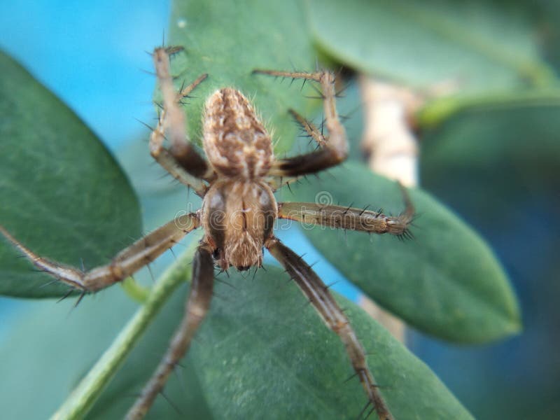 Photo of Small Spider on Green Leaf Stock Photo - Image of trees, macro ...