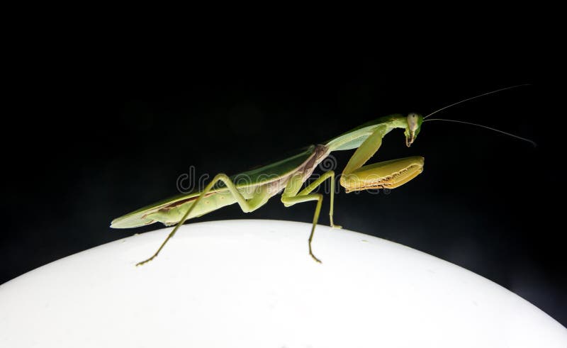Mantis in the Night Sitting on a Lighting Lamp Stock Image - Image of ...