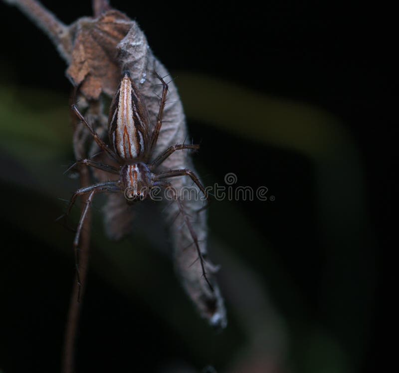 Hunting mode stock photo. Image of spider, night, macrocloseup - 82108888