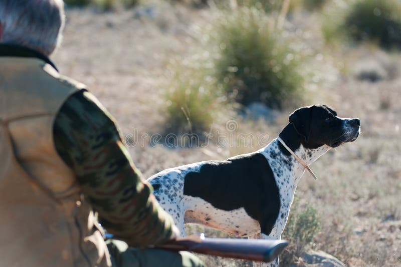 Hunting partners stock photo. Image of horizontal, attentive - 17632738