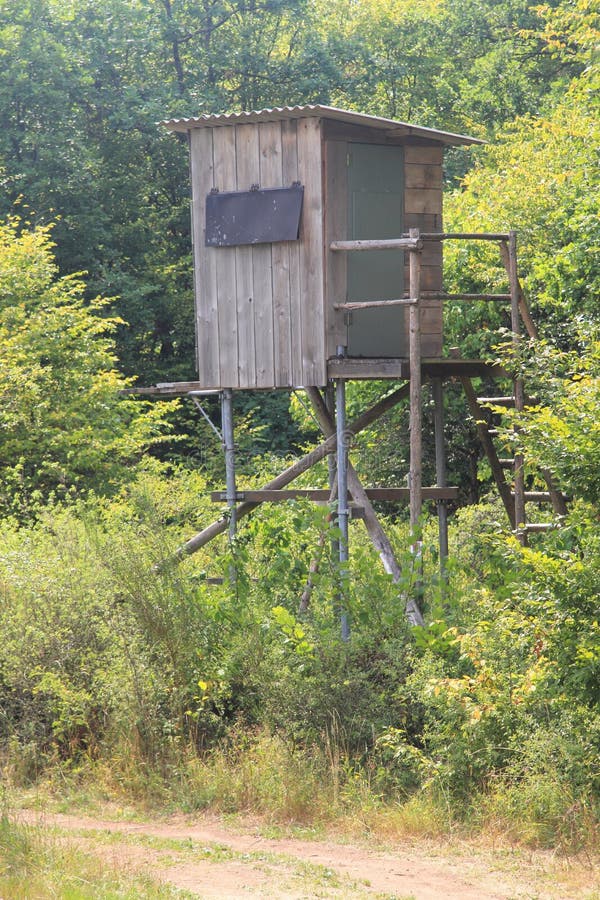 Hunting perch stock image. Image of green, nature, watching - 76995397