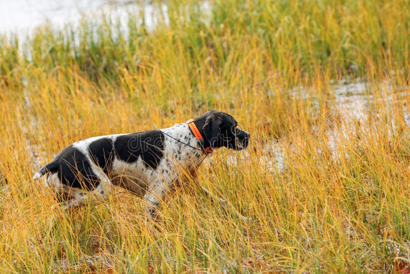 Hunting pointer stock photo. Image of electronic, collar - 111509962