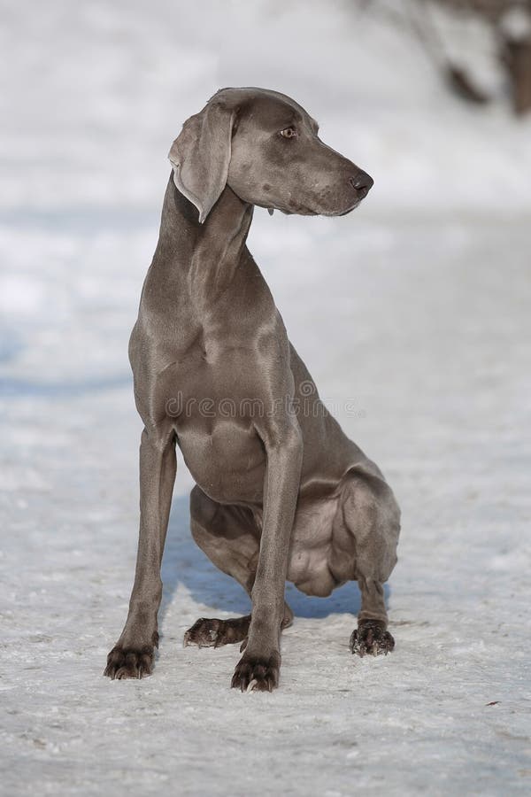 Hunting Pointer Weimaraner Winter in the Snow Stock Photo - Image of ...