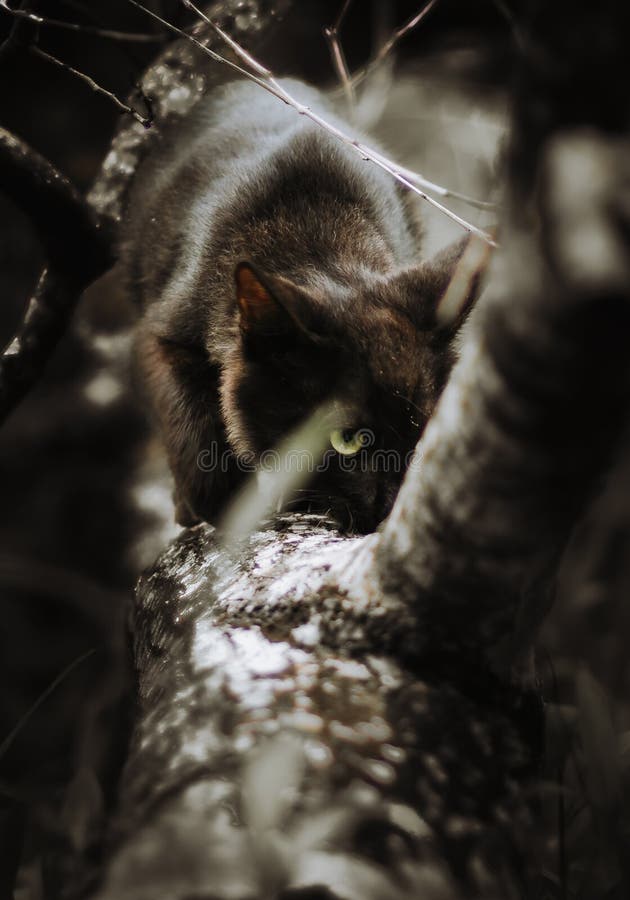 The Hunting Positioning of the Dark-skinned Cat Lowered His Body and ...