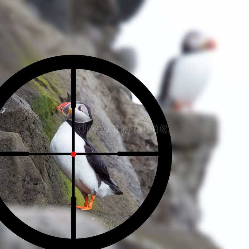 Hunting: Puffin in it`s Natural Environment Stock Photo - Image of ...