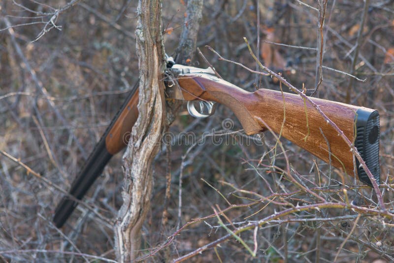 Hunting Rifle on Grass. the Beginning of the Hunting Season is Open ...