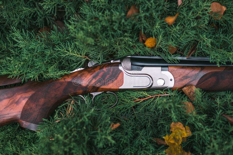 Hunting Rifle Lying on the Branches of Green Fir Stock Image - Image of ...