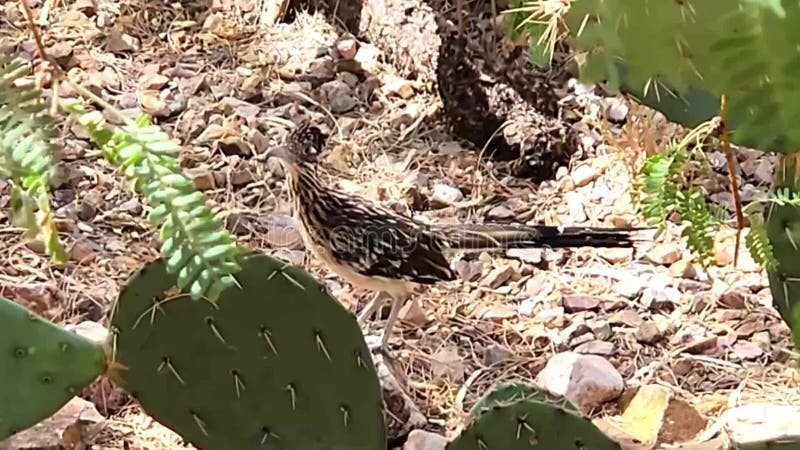 Hunting Roadrunner Behind Prickly Pear Cacti and Tree Leaves Stock ...