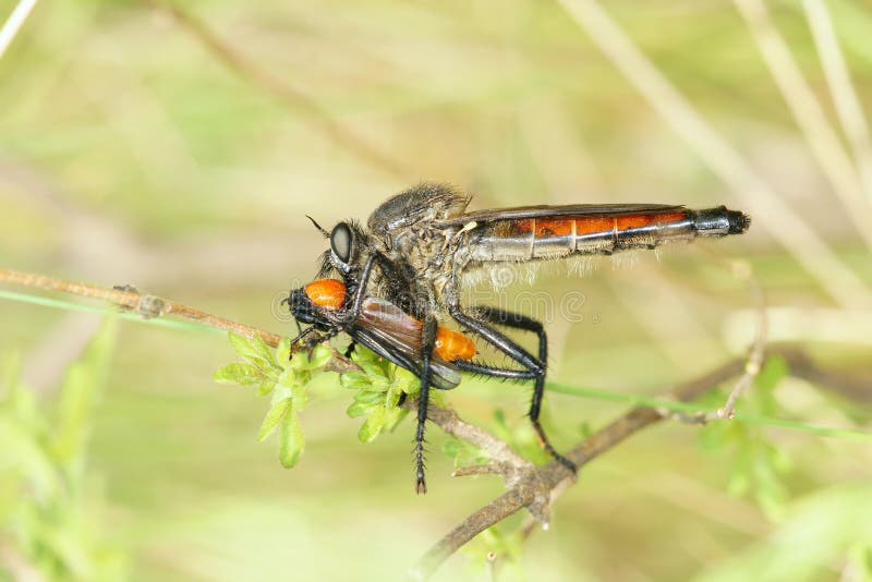 Hunting stock photo. Image of animals, insects, life - 41059474