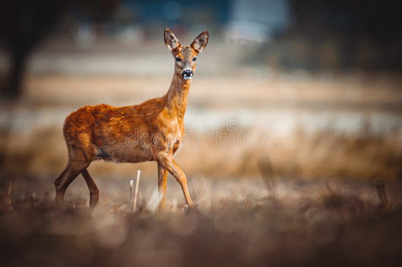 Roe deer fall stock image. Image of fall, hunting, field - 196901121