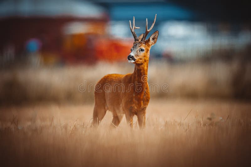 Roe deer fall stock image. Image of nature, buck, mammal - 196901149