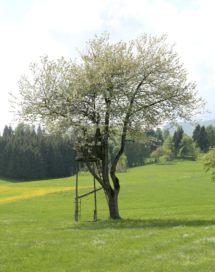 Hunting shack on the tree stock photo. Image of green - 116351074