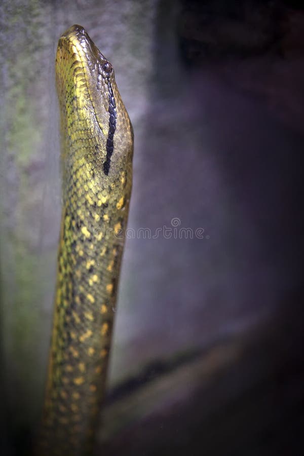 Hunting snake stock photo. Image of closeup, tongue - 146282702