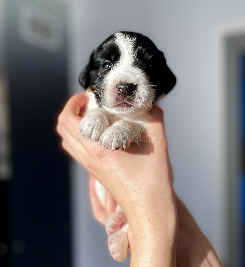Cutie puppy stock photo. Image of puppy, hunting, spaniel - 262814036