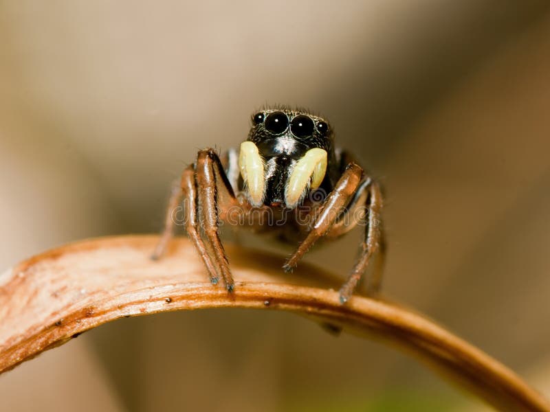 Hunting Spider stock photo. Image of eyes, hunter, mandibles - 14545538