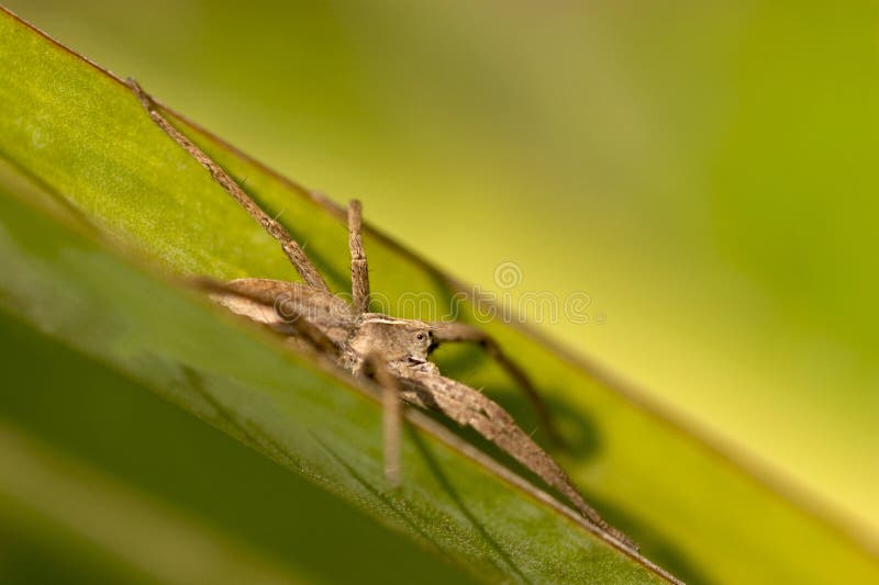 Hunting spider stock photo. Image of living, spider, nature - 24011378